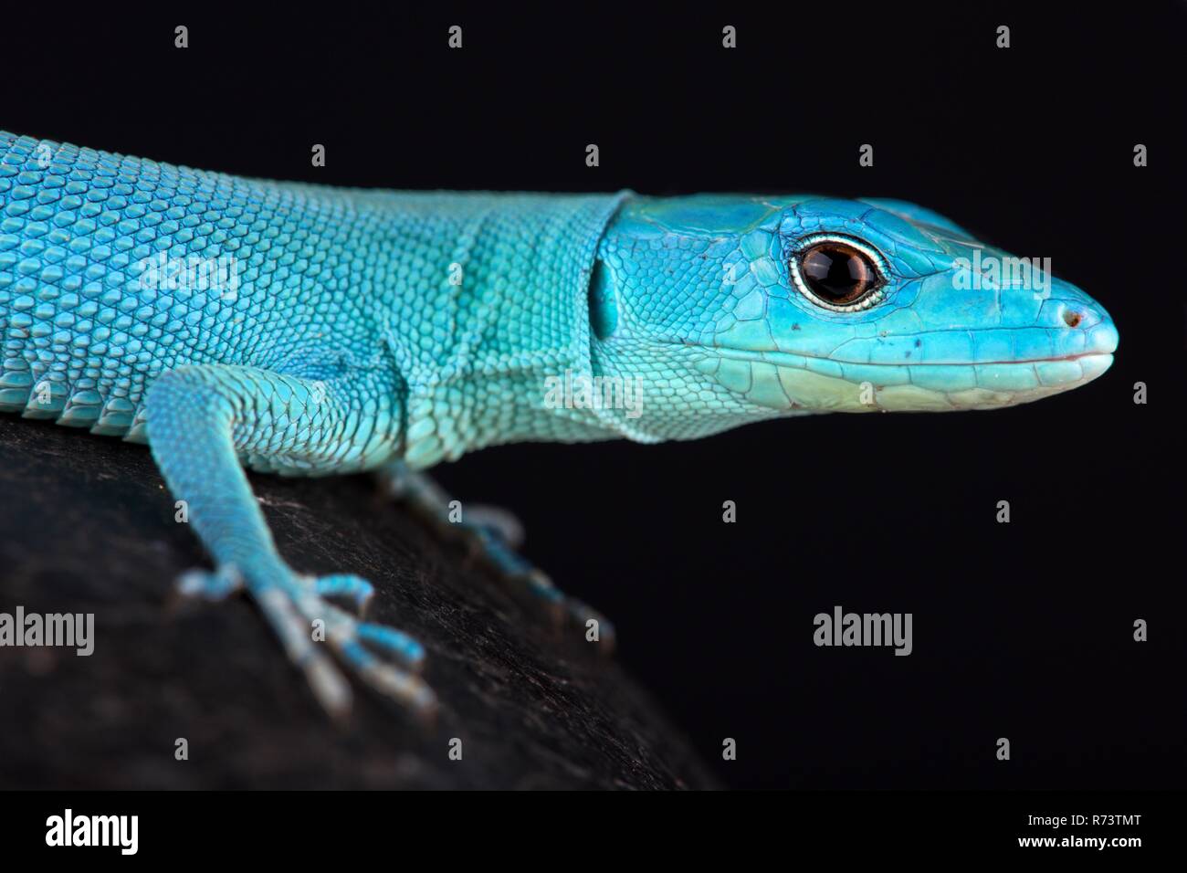 Green keel bellied lizard hi-res stock photography and images - Alamy