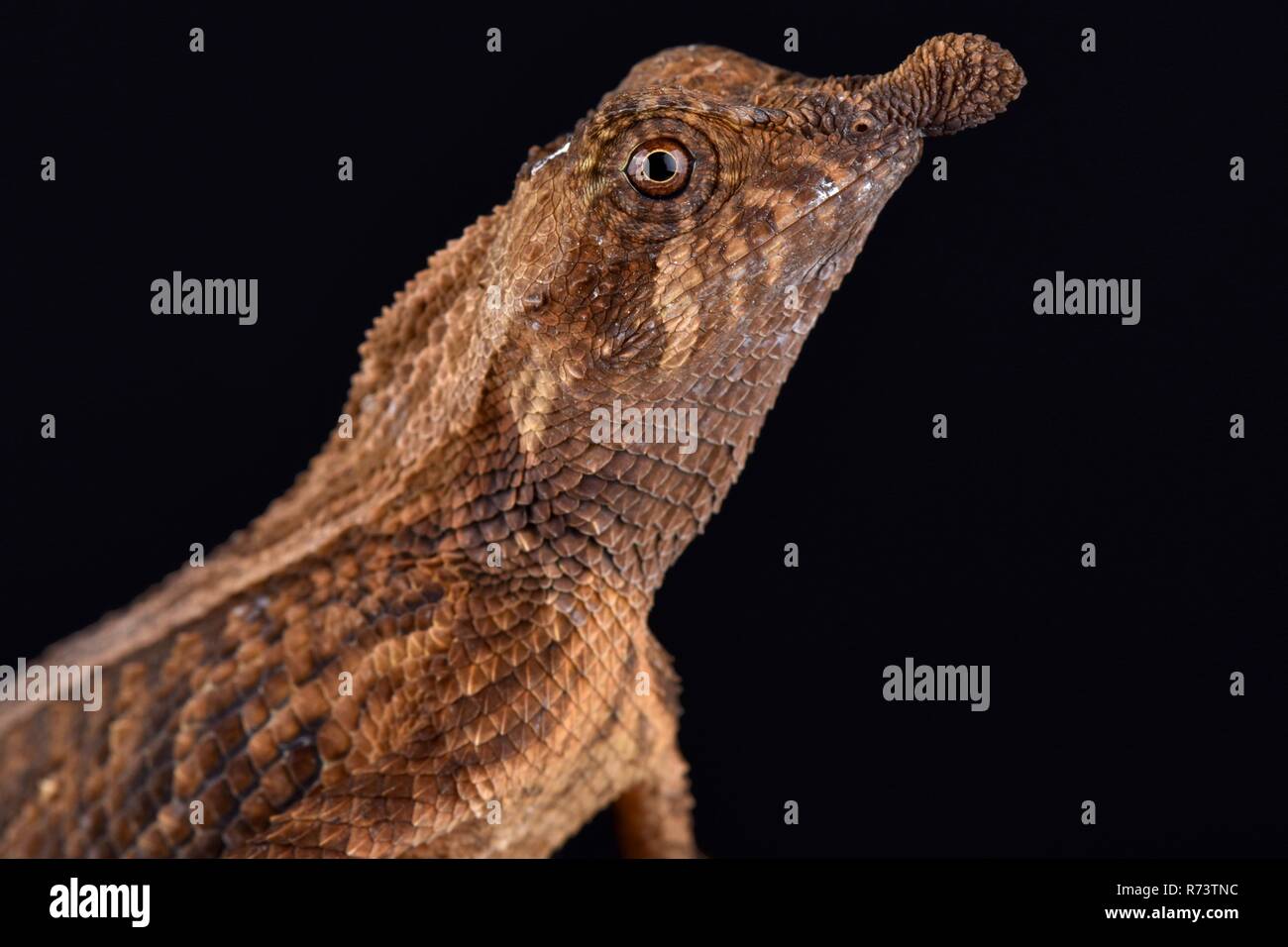 Leaf-nosed lizard (Ceratophora tennentii Stock Photo - Alamy