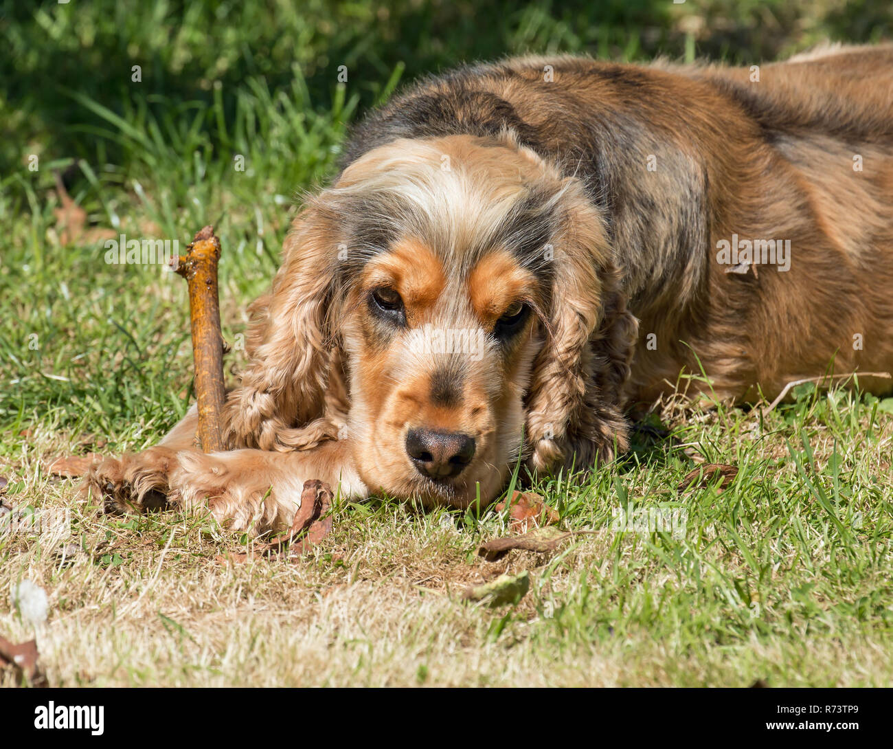 English Cocker Spaniel holding stick between front paws, head on legs ...