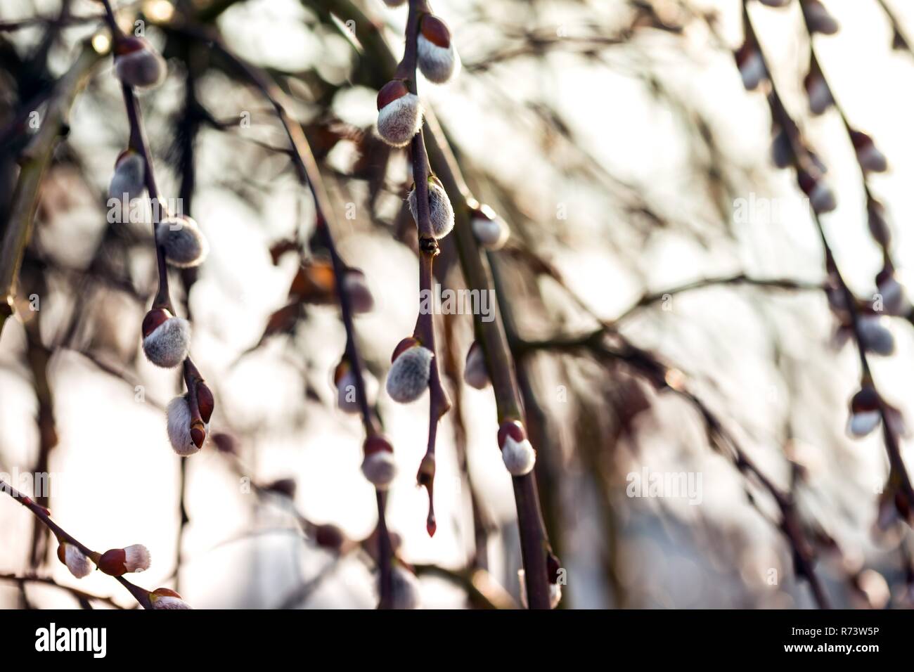 tree branch with buds background, spring Stock Photo - Alamy