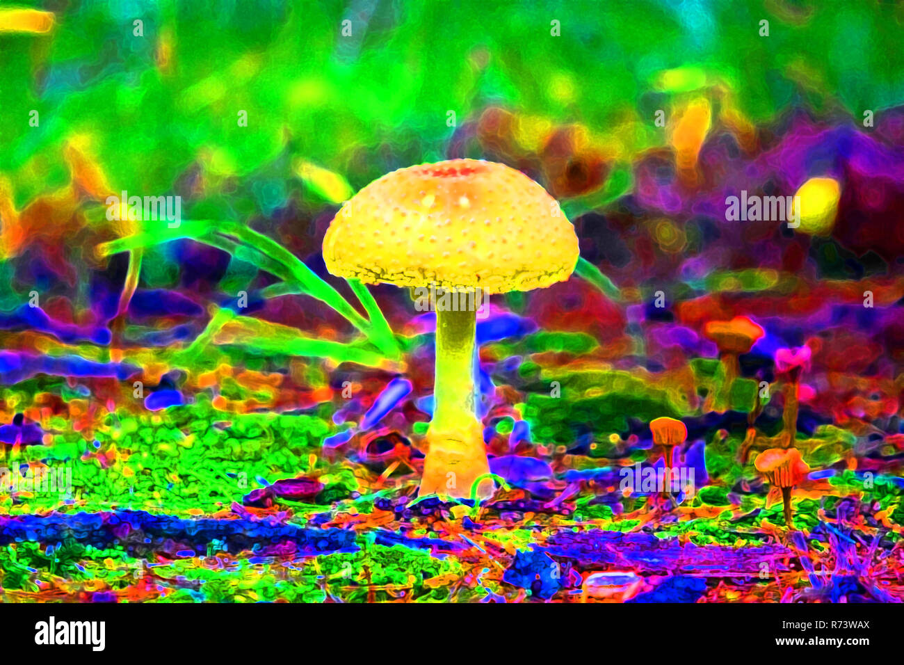 Forest Poisoning mushroom close up on ground isolated Stock Photo - Alamy