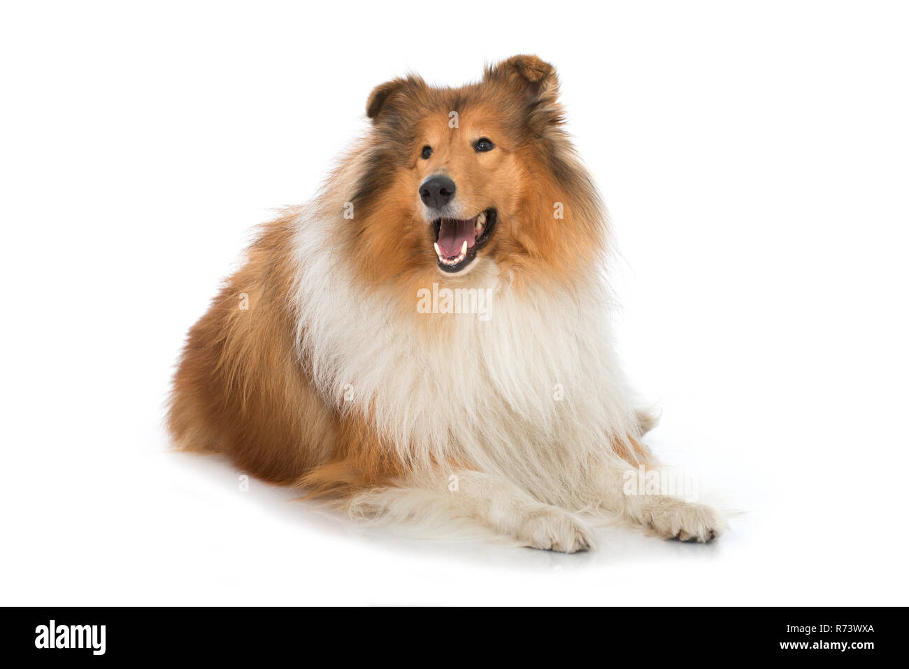 Collie dog isolated on white Stock Photo - Alamy