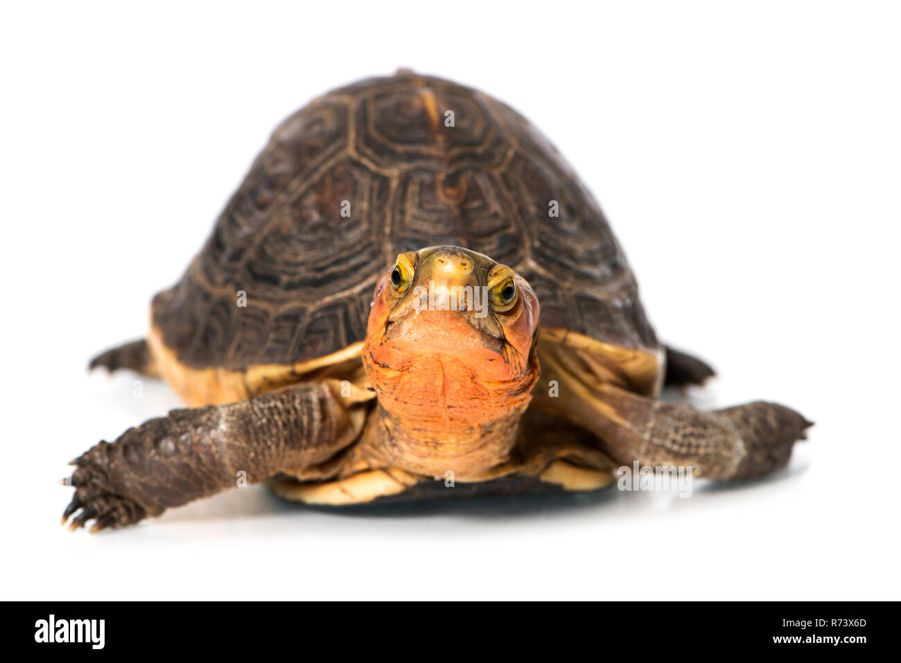 Yellow Edge Box Turtle isolated on white Stock Photo - Alamy