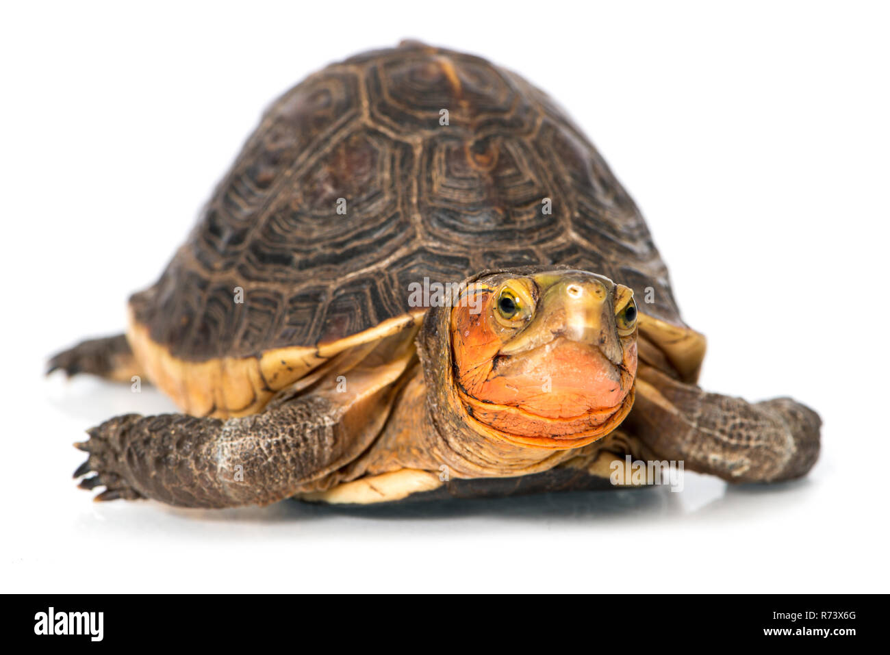 Yellow Edge Box Turtle isolated on white Stock Photo - Alamy