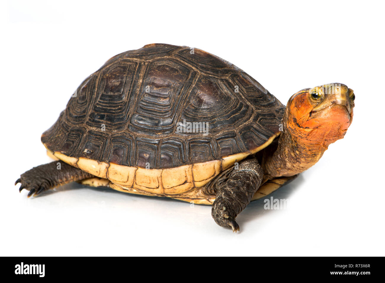 Yellow edge box turtle hi-res stock photography and images - Alamy