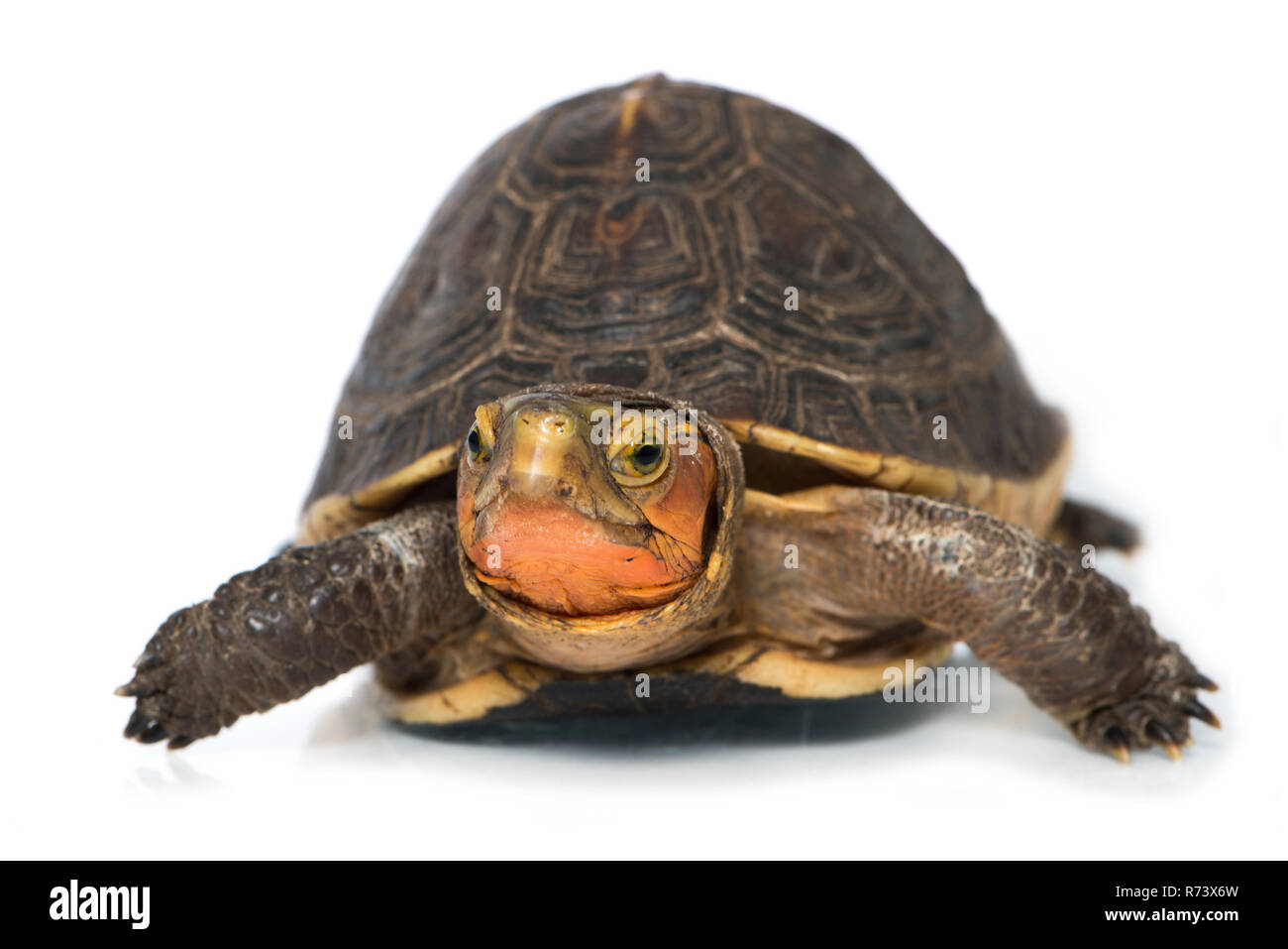 Yellow edge box turtle hi-res stock photography and images - Alamy