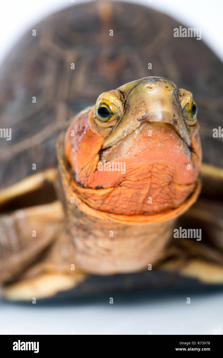 Yellow Edge Box Turtle isolated on white Stock Photo - Alamy