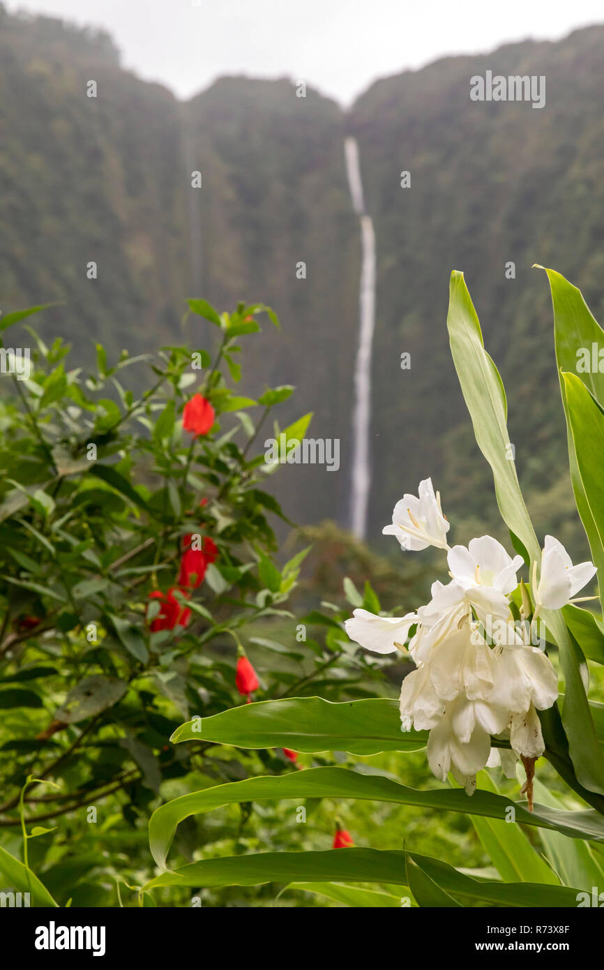 Endemic Flowers Of Kailua Oahu