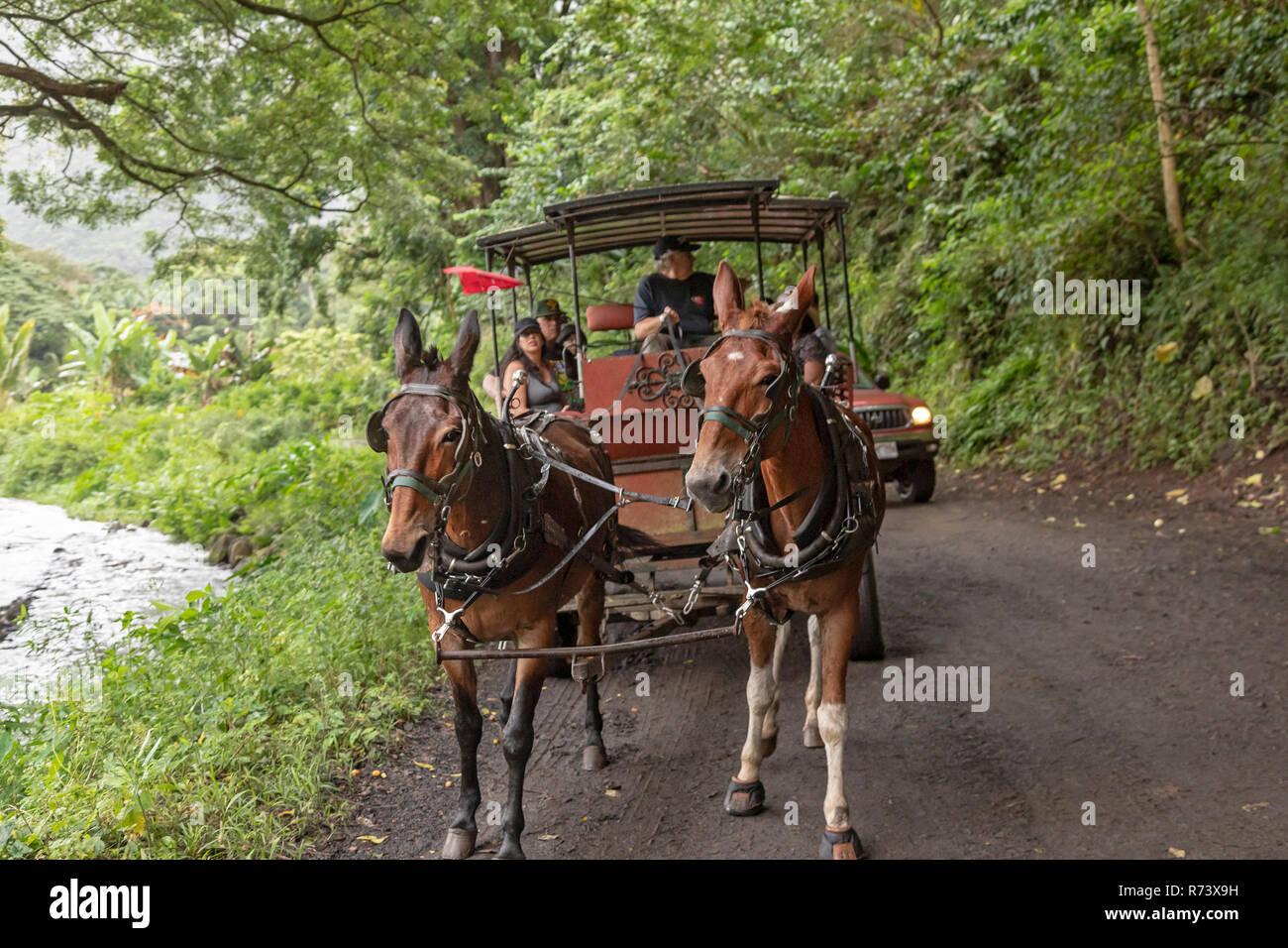 Mule drawn wagon hi-res stock photography and images - Alamy