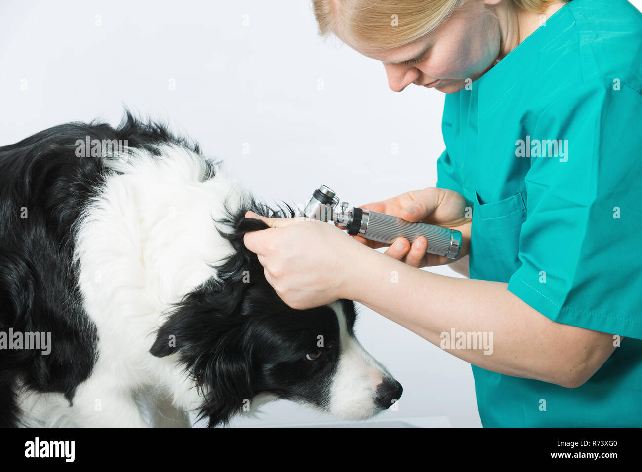 Vet checked ears of a dog Stock Photo - Alamy