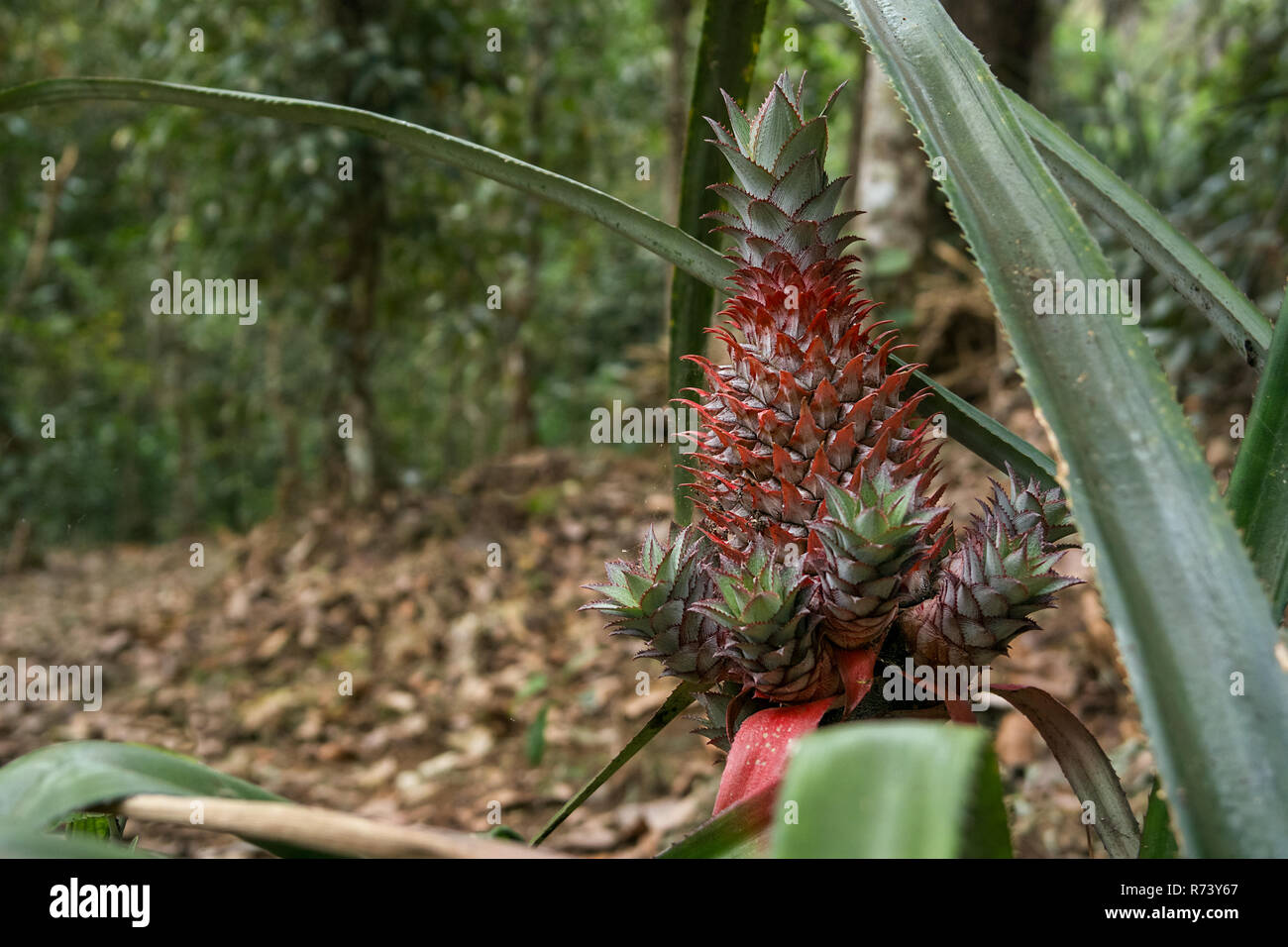 A single pineapple plant produces a still young red pineapple on the ...