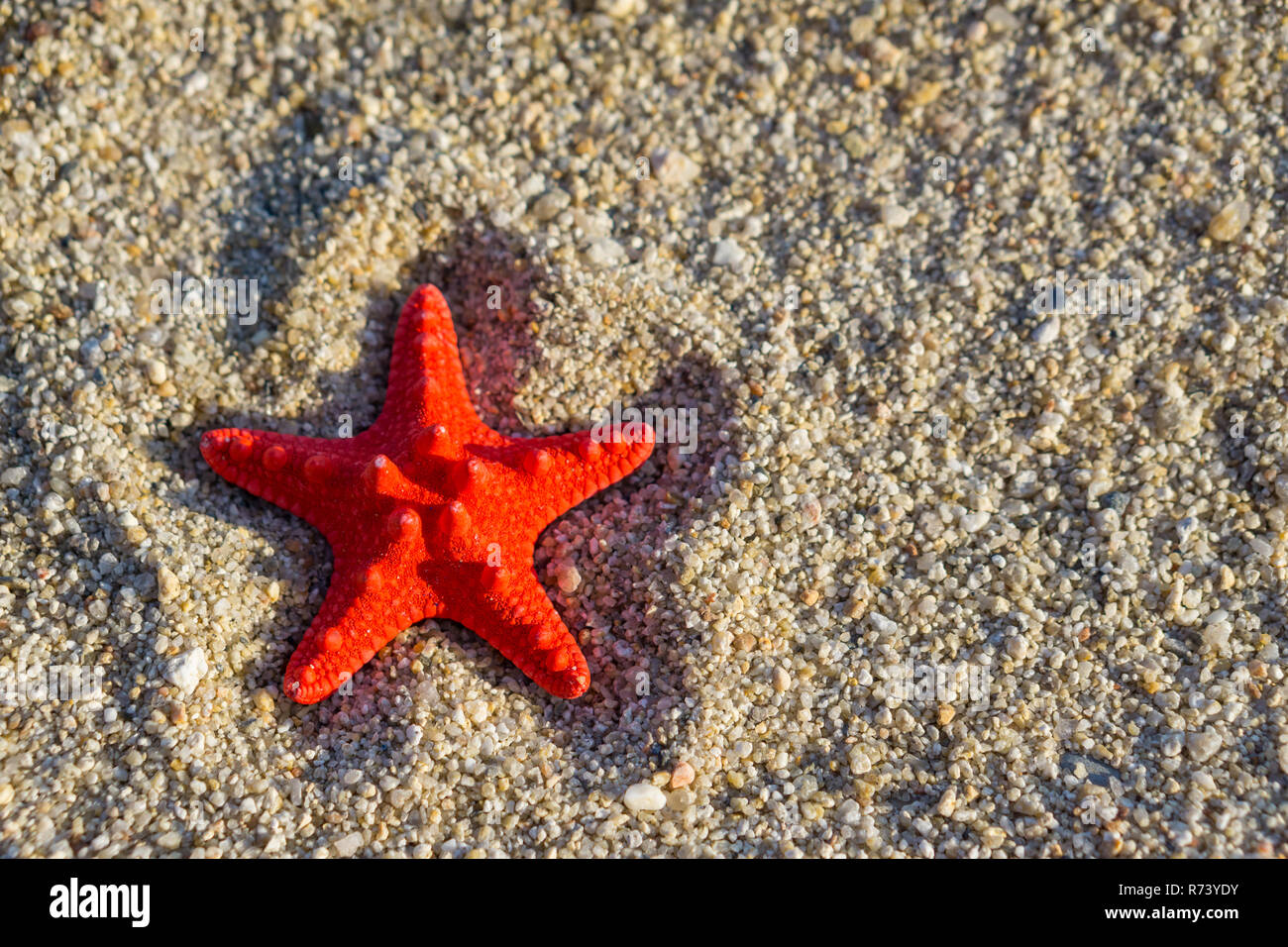 Red starfish on send at the beach Stock Photo - Alamy