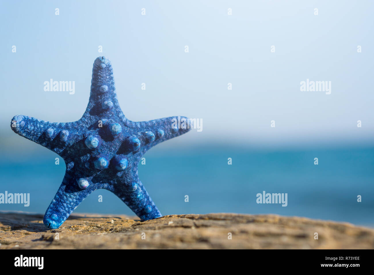 Blue starfish standing beach hi-res stock photography and images - Alamy