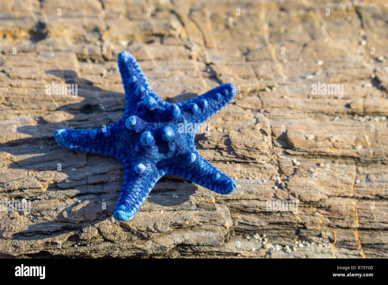 Blue starfish standing beach hi-res stock photography and images - Alamy