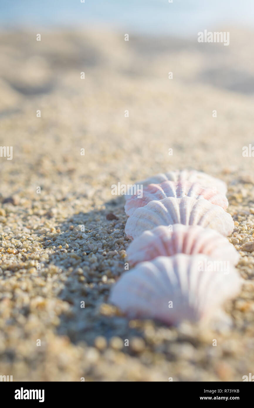 Shells arranged in line on the sand Stock Photo - Alamy