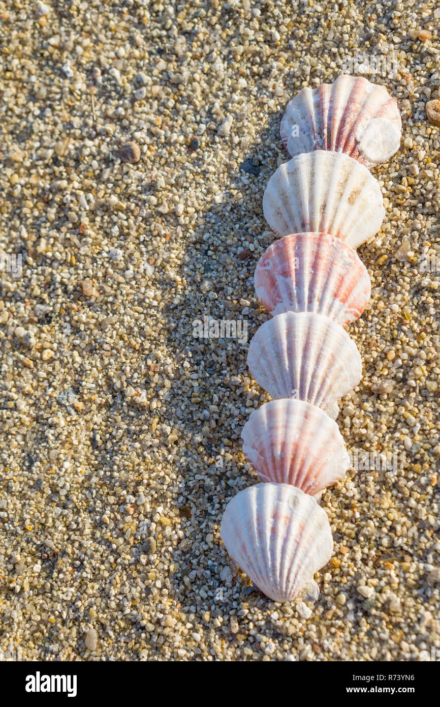Shells arranged in line on the sand Stock Photo - Alamy