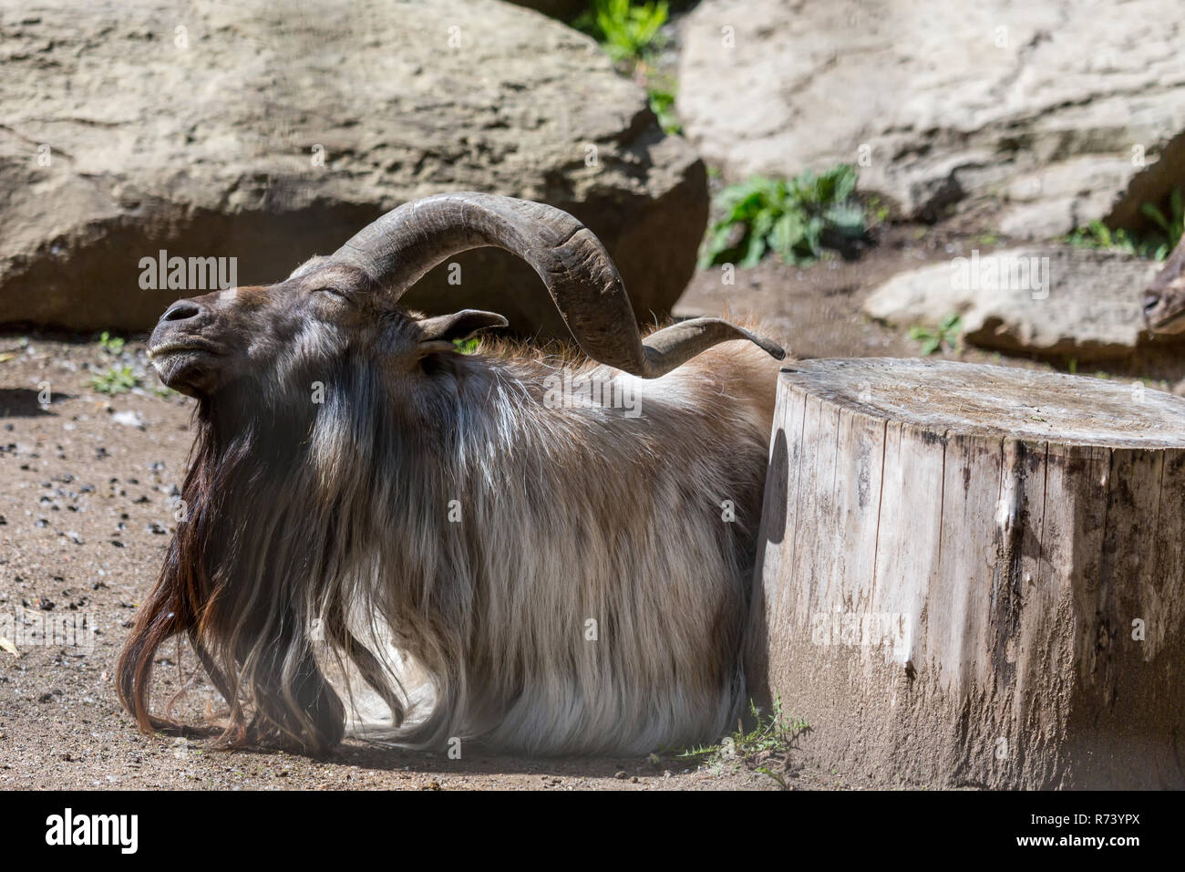 Markhor goat sunbathing lying on dirt with view of rock and tree trunk ...