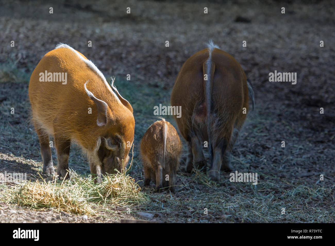 Wild boar family female, male and one piglet, grazing grass Stock Photo ...