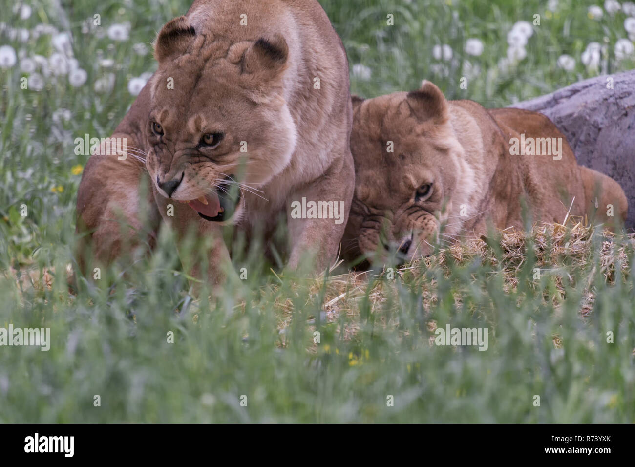 Two very angry lionesses looking at the camera in a grass field Stock ...