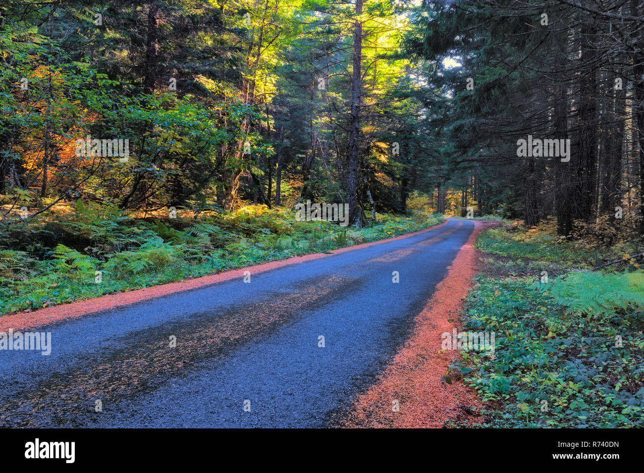 Lolo Pass Road through Mt. Hood National Forest Stock Photo - Alamy