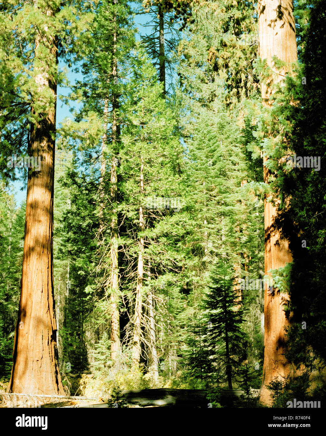 Chief tenaya hi-res stock photography and images - Alamy