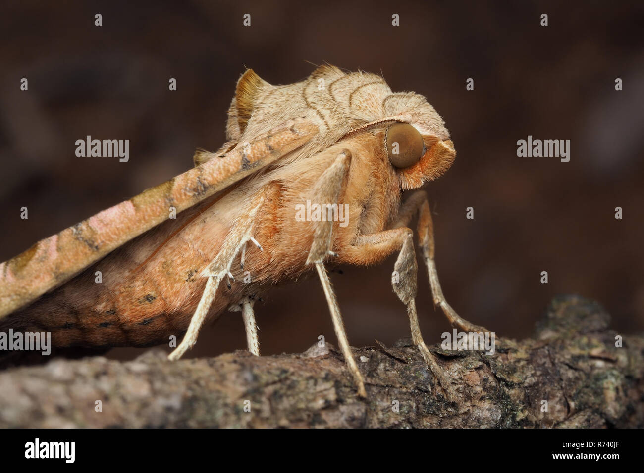Angle shades moth hi-res stock photography and images - Alamy