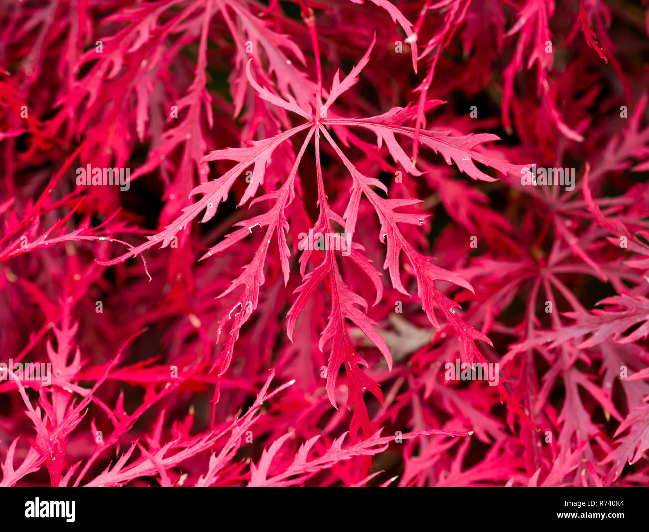 Japanese maple leaves hi-res stock photography and images - Alamy
