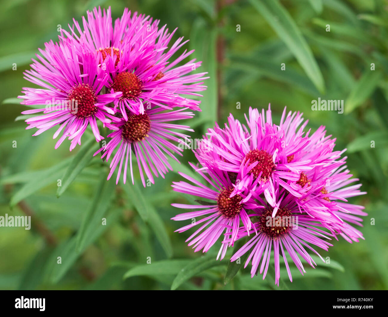 Blossom aster hi-res stock photography and images - Alamy