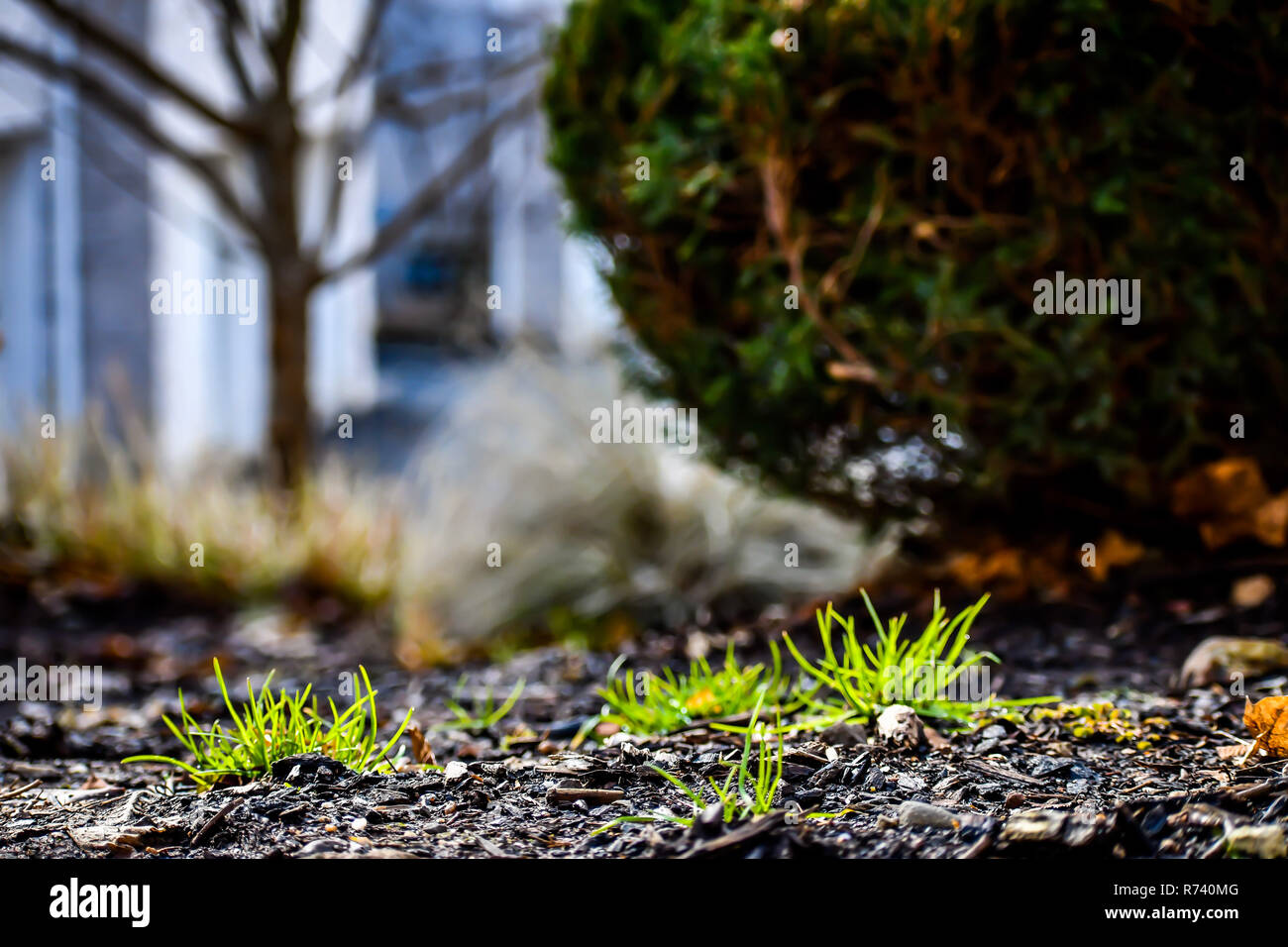 Tree patches hi-res stock photography and images - Alamy