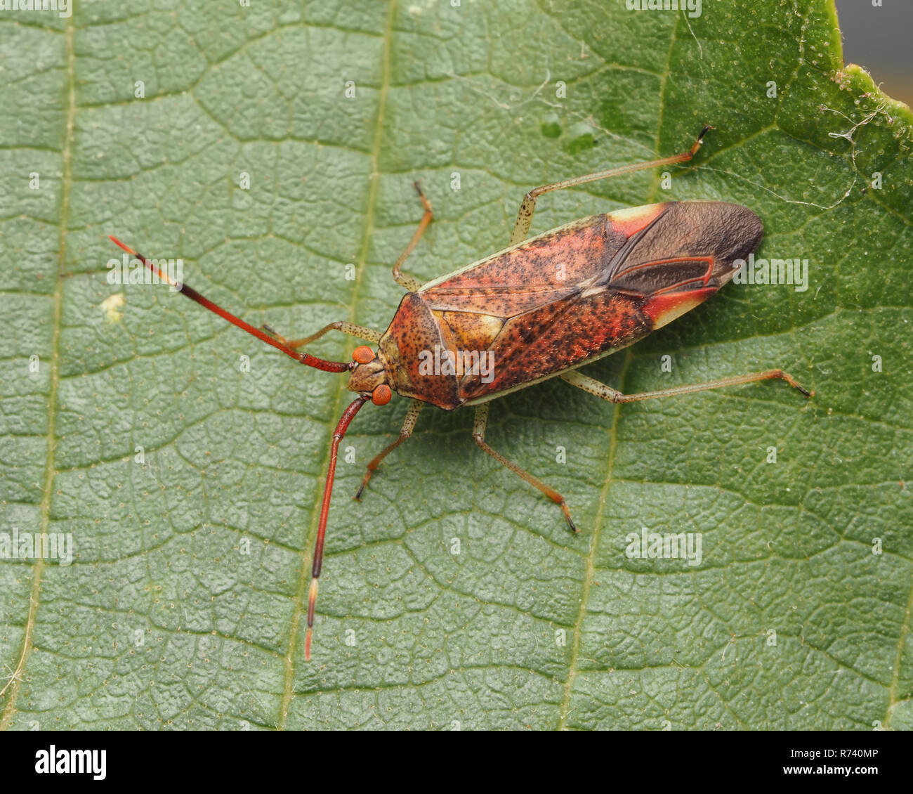 Mirid Bug (Pantilius tunicatus) resting on top of alder leaf. Tipperary ...