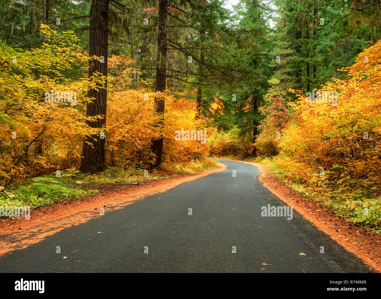 Lolo pass in mt hood national forest hi-res stock photography and ...