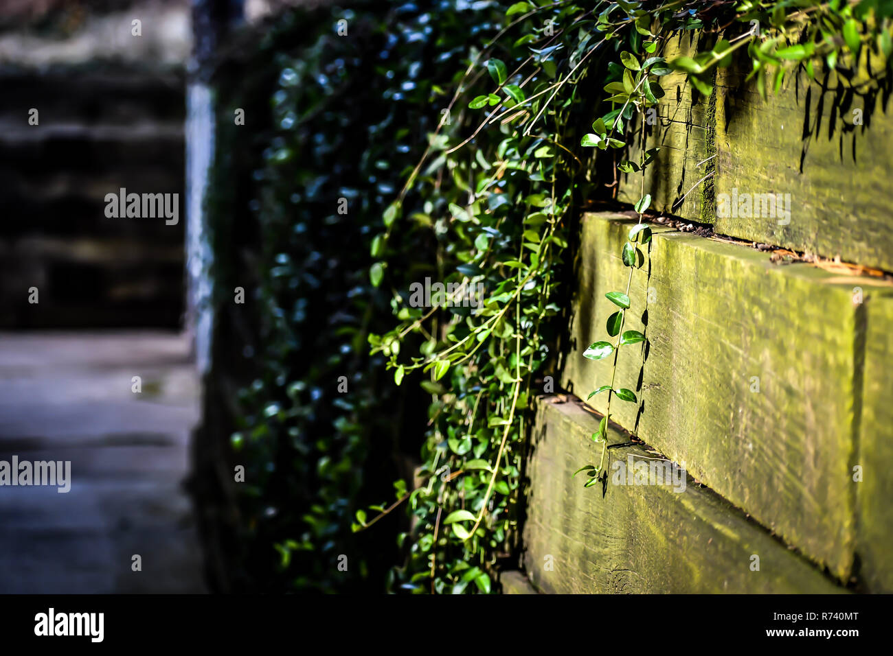 Pathway with dangling bush hi-res stock photography and images - Alamy