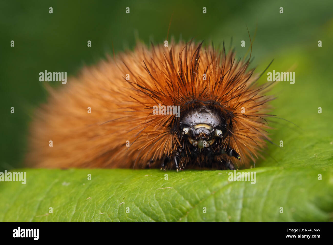Ruby Tiger Moth caterpillar (Phragmatobia fuliginosa) at rest on plant ...