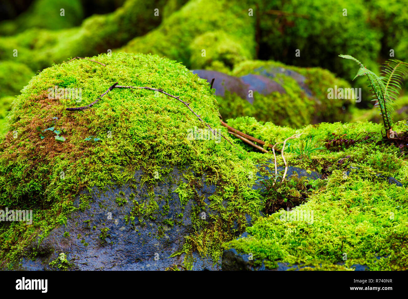 Moss rocks hi-res stock photography and images - Alamy