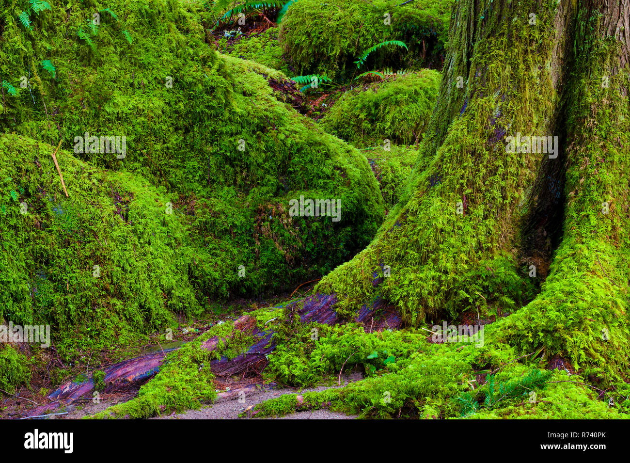 Moss rocks trees hi-res stock photography and images - Alamy