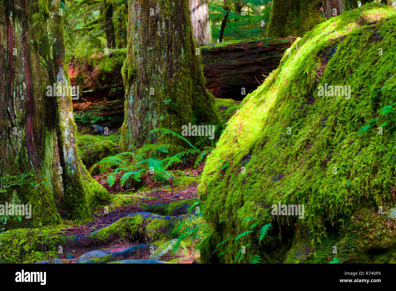 Moss rocks trees hi-res stock photography and images - Alamy