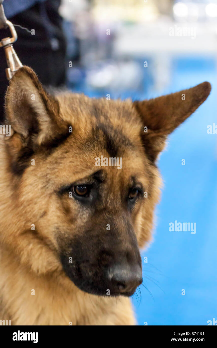 Portrait of a German Shepherd dog Stock Photo - Alamy
