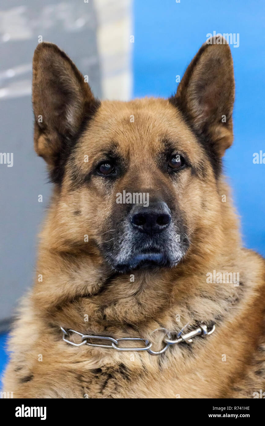 Portrait of a German Shepherd dog Stock Photo - Alamy