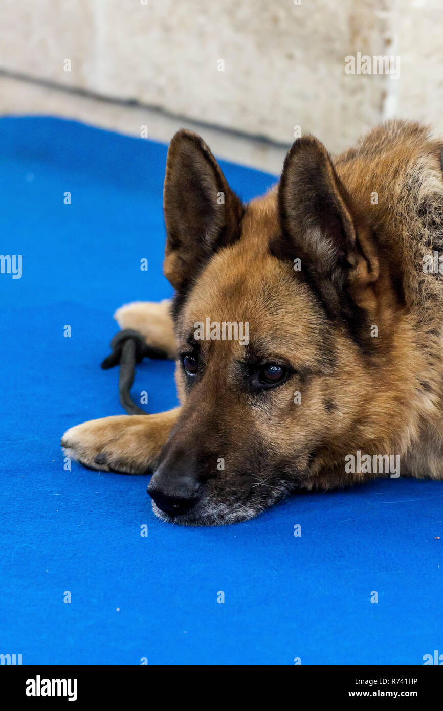 Serious german shepherd hi-res stock photography and images - Alamy