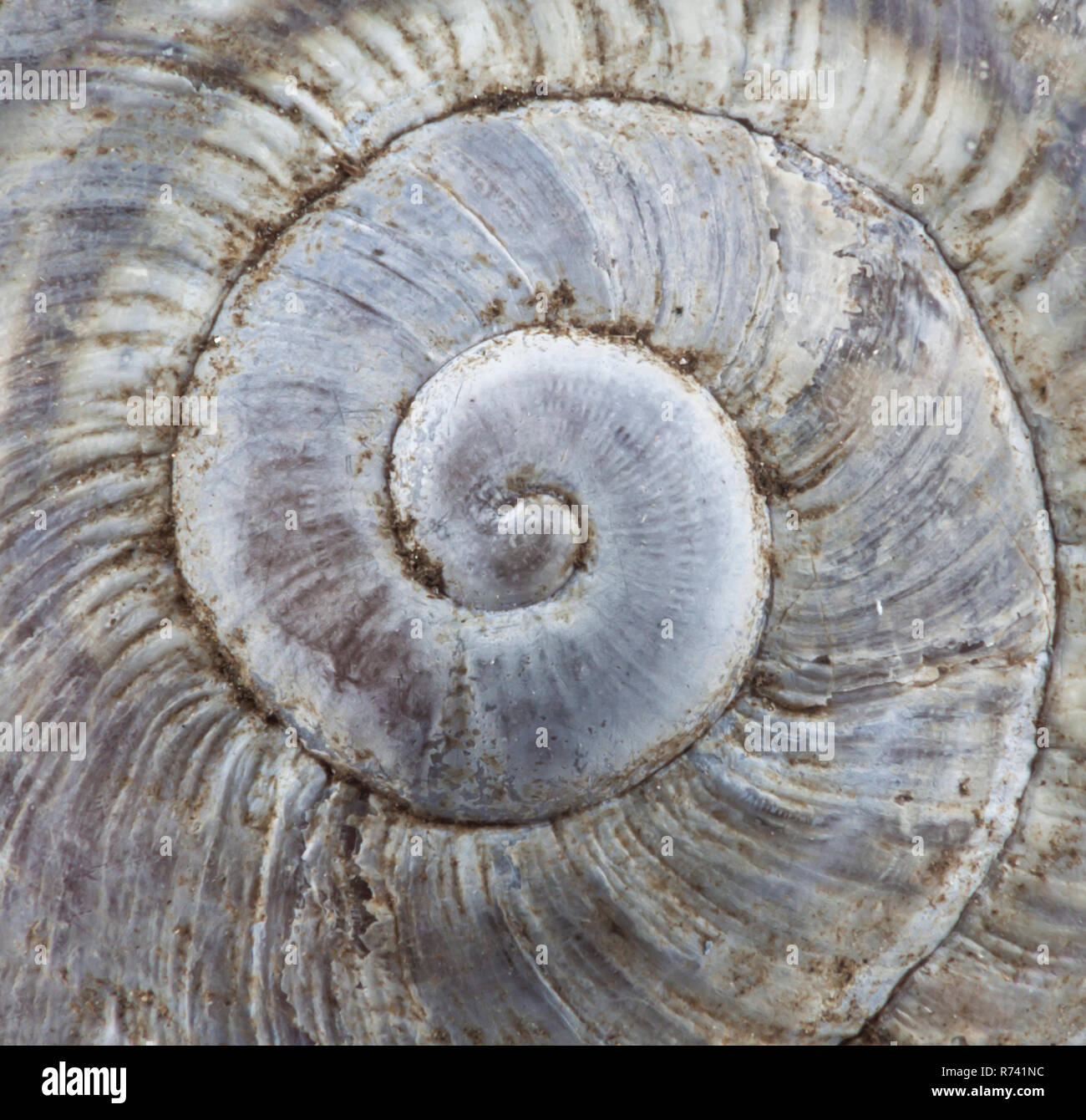 Extreme macro shot of an empty snail shell Stock Photo - Alamy