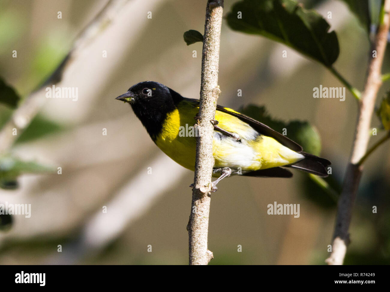 Yellow-bellied Siskin (Spinus xanthogastrus Stock Photo - Alamy
