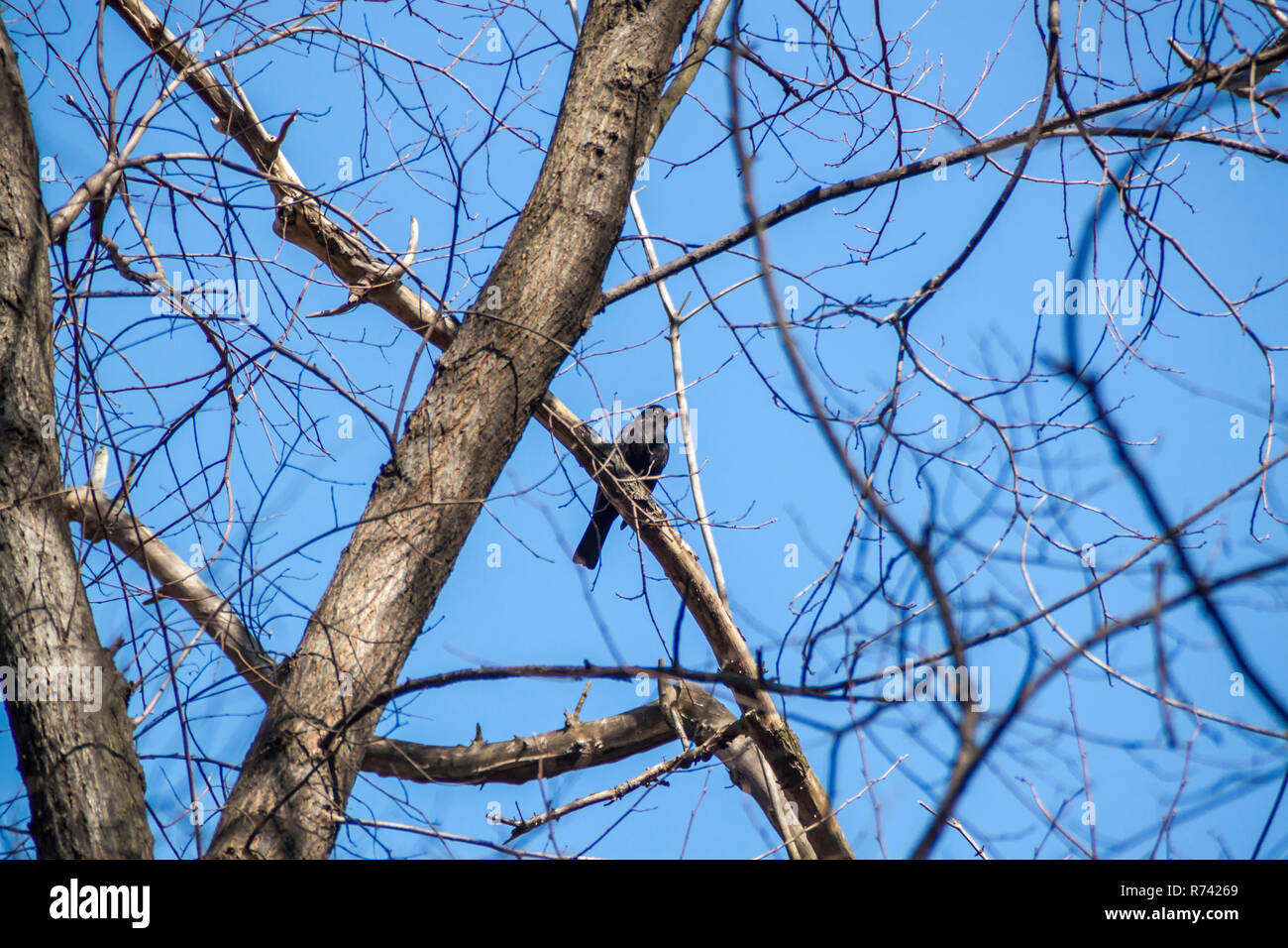 Black crow standing on a tree branch. The background is the blue sky ...