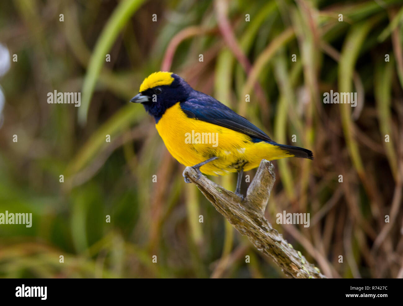 Yellow-crowned Euphonia (Euphonia luteicapilla Stock Photo - Alamy