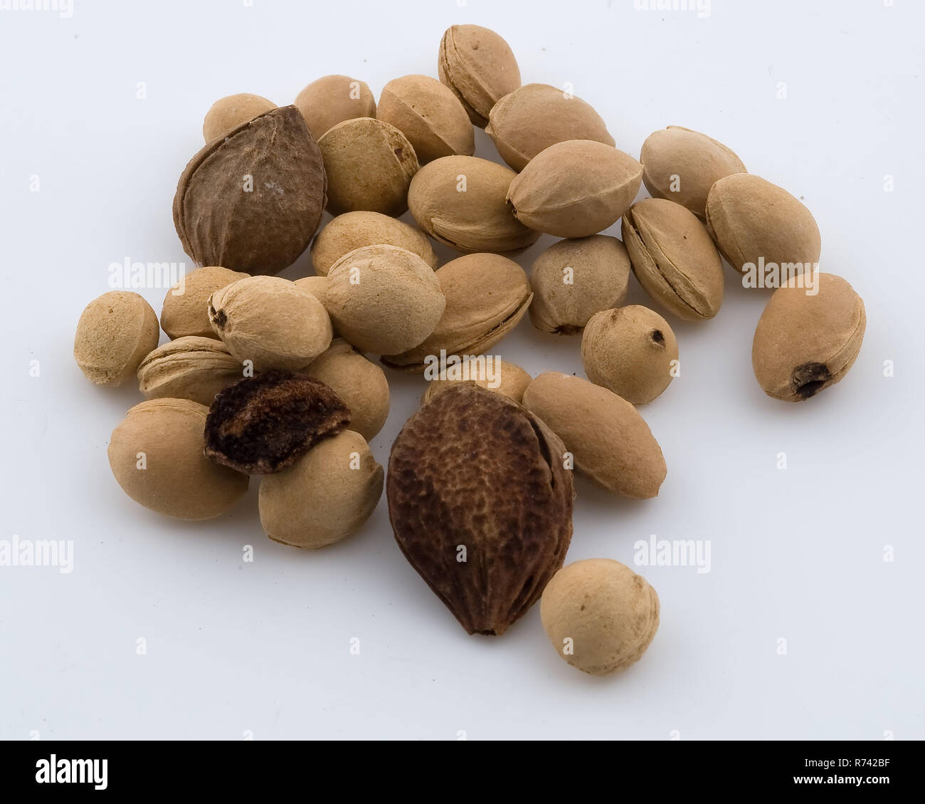 Largest nut hi-res stock photography and images - Alamy