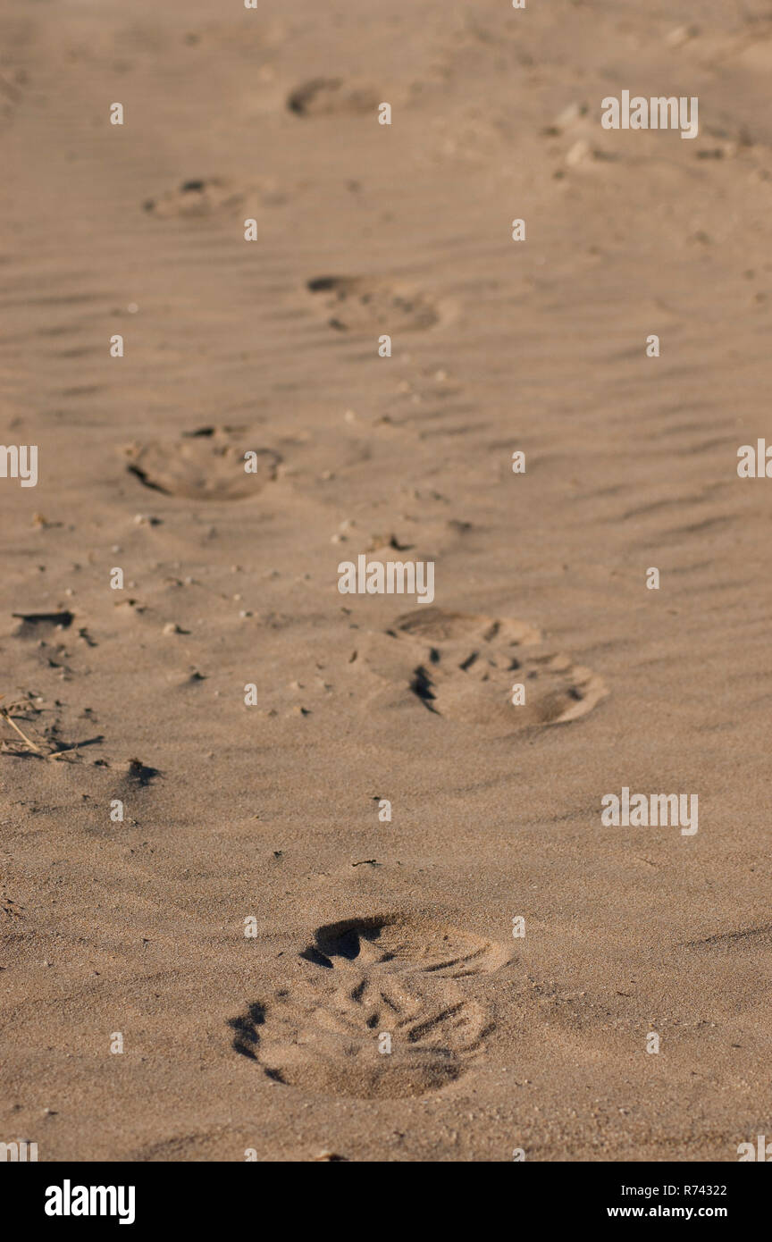Footprints of boots in the sand when looking behind. Textured sand by ...