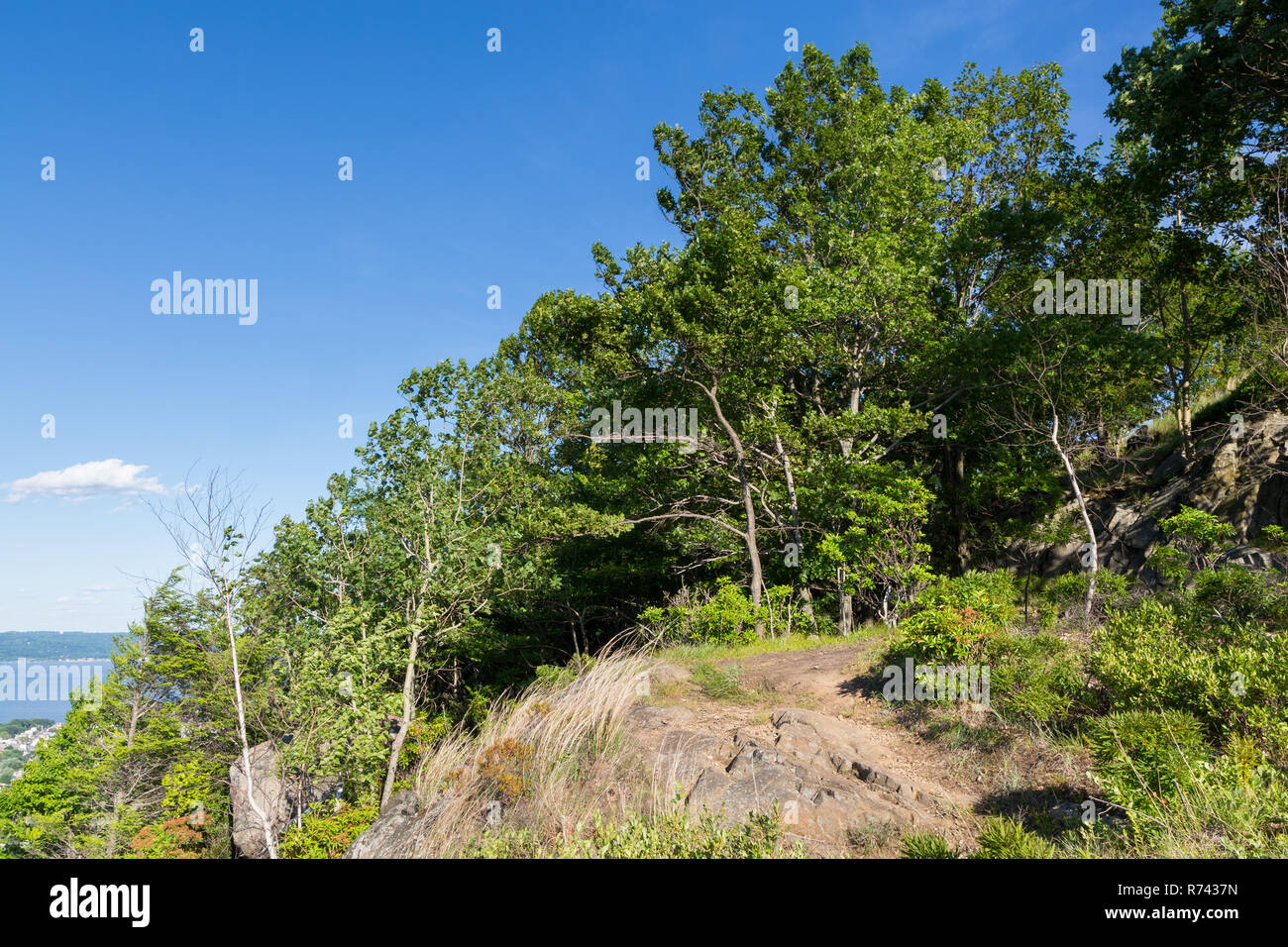 A small section of the Small Tor Spur Trail ascending into the trees ...