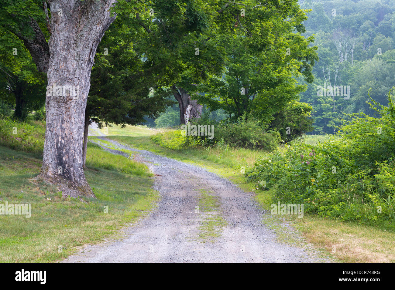 Michigan Road passing below trees and along a large meadow as it nears ...