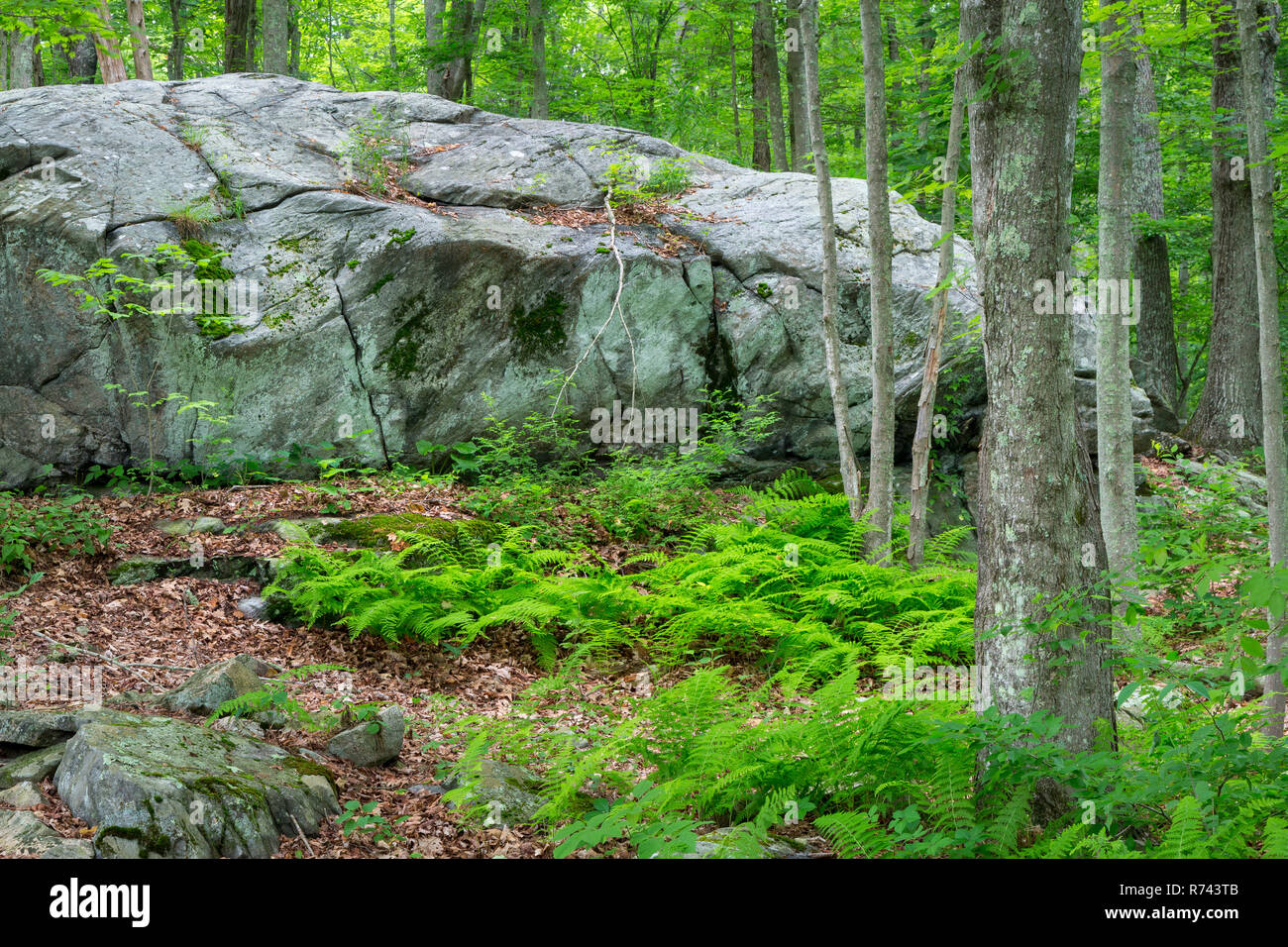 A large granite slab of rock exposed in the dense forest near the Cross ...