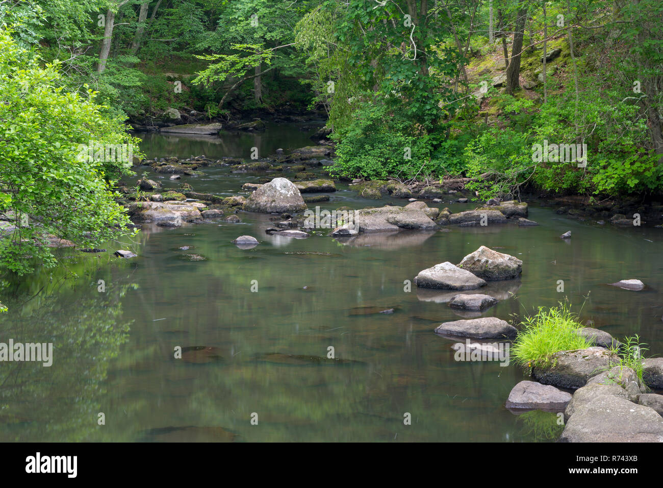 The Cross River slowing down as it emerges from a dense forest. Ward ...
