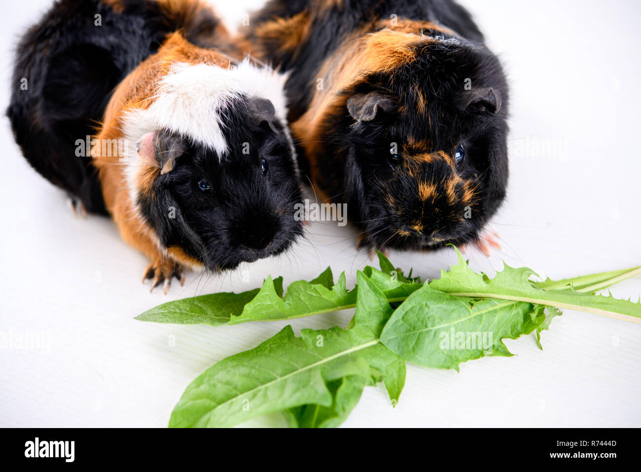 Abyssinian guinea pigs hi-res stock photography and images - Alamy